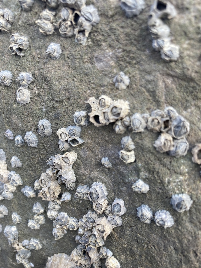 Beaked Barnacle from North Sea, Felixstowe, England, GB on September 2 ...