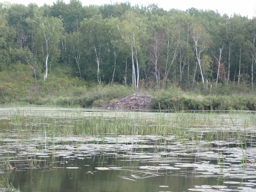 American Beaver from Manitoba, Canada on August 27, 2023 at 03:35 PM by ...