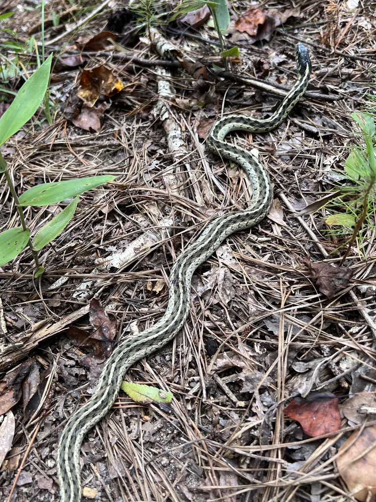 Common Garter Snake from Chewacla State Park, Auburn, AL, US on ...