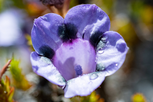 Spotty Bell (Roella maculata) · iNaturalist