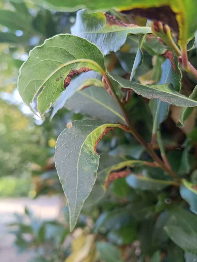 Bay Sucker From Uxbridge Ub8 Uk On September 2 2023 At 0602 Pm By Kathyvivian · Inaturalist
