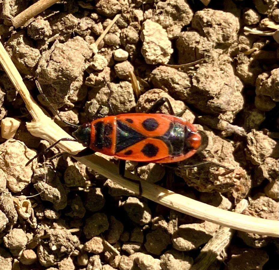 European Firebug from Jericho Road on September 2, 2023 at 04:24 PM by ...