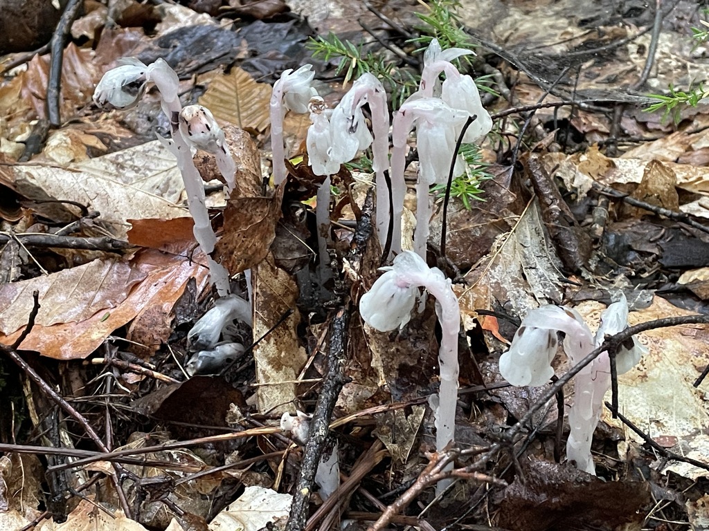Ghost Pipe in August 2023 by Tom Scavo. Cobb Town Forest (Strafford ...