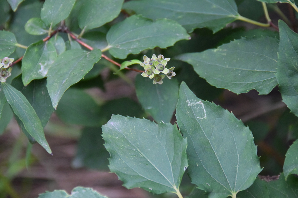 Philadelphus pekinensis from 中国北京市门头沟区 on September 2, 2023 at 04:13 PM ...