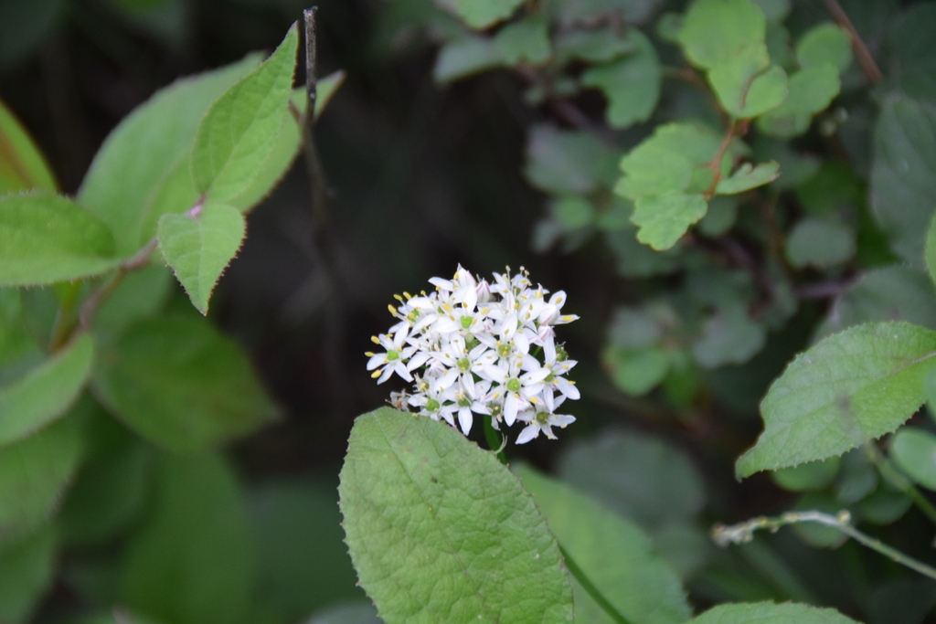 Allium ramosum from 中国北京市海淀区 on September 2, 2023 at 04:34 PM by 红梅 ...