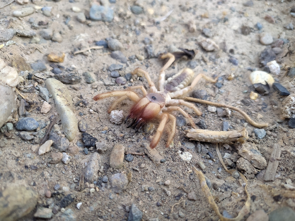 Rhagodes aureus from شهرستان قم، استان قم، ایران on September 2, 2023 ...