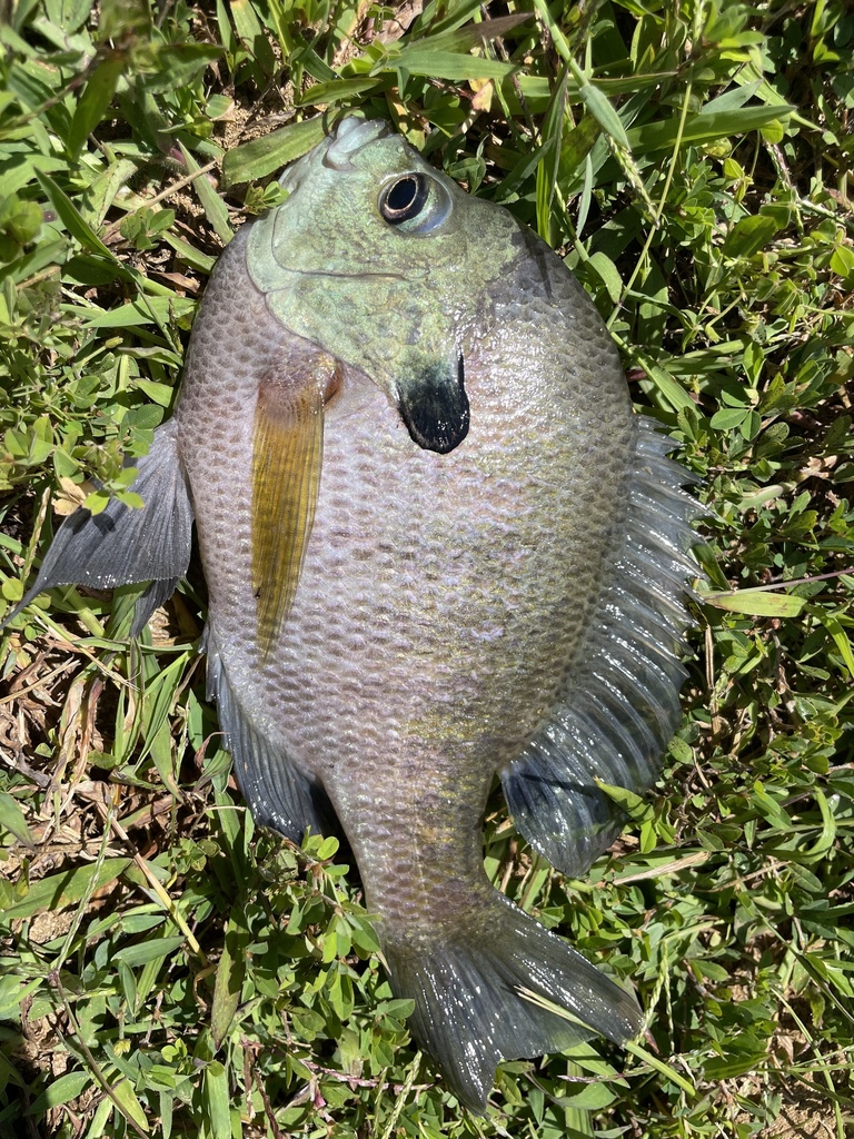 Bluegill from Glade Valley Rd, Ennice, NC, US on September 2, 2023 at ...