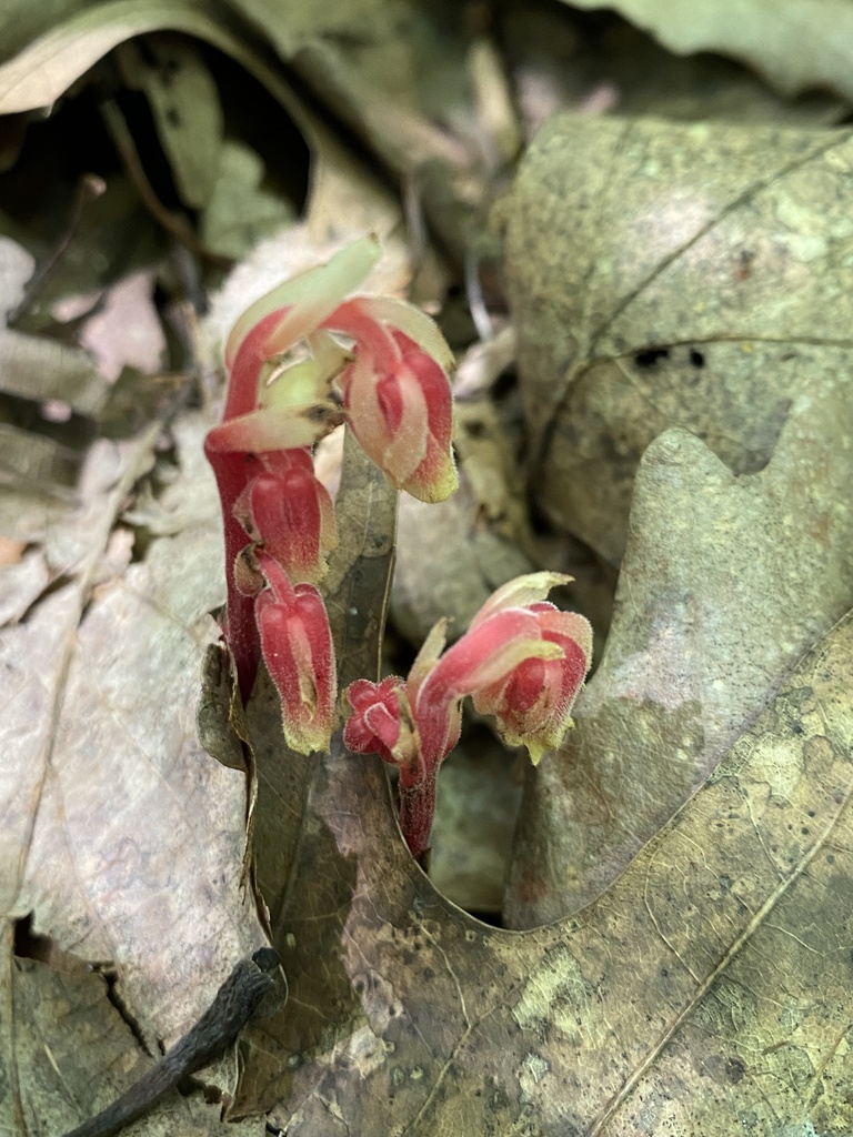 pinesap in September 2023 by michaelspiridakis · iNaturalist