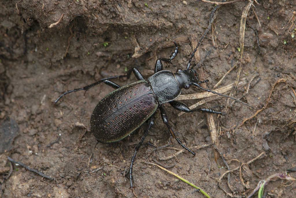 Carabus hummeli from Xinzhou, China on August 25, 2023 at 12:47 PM by ...