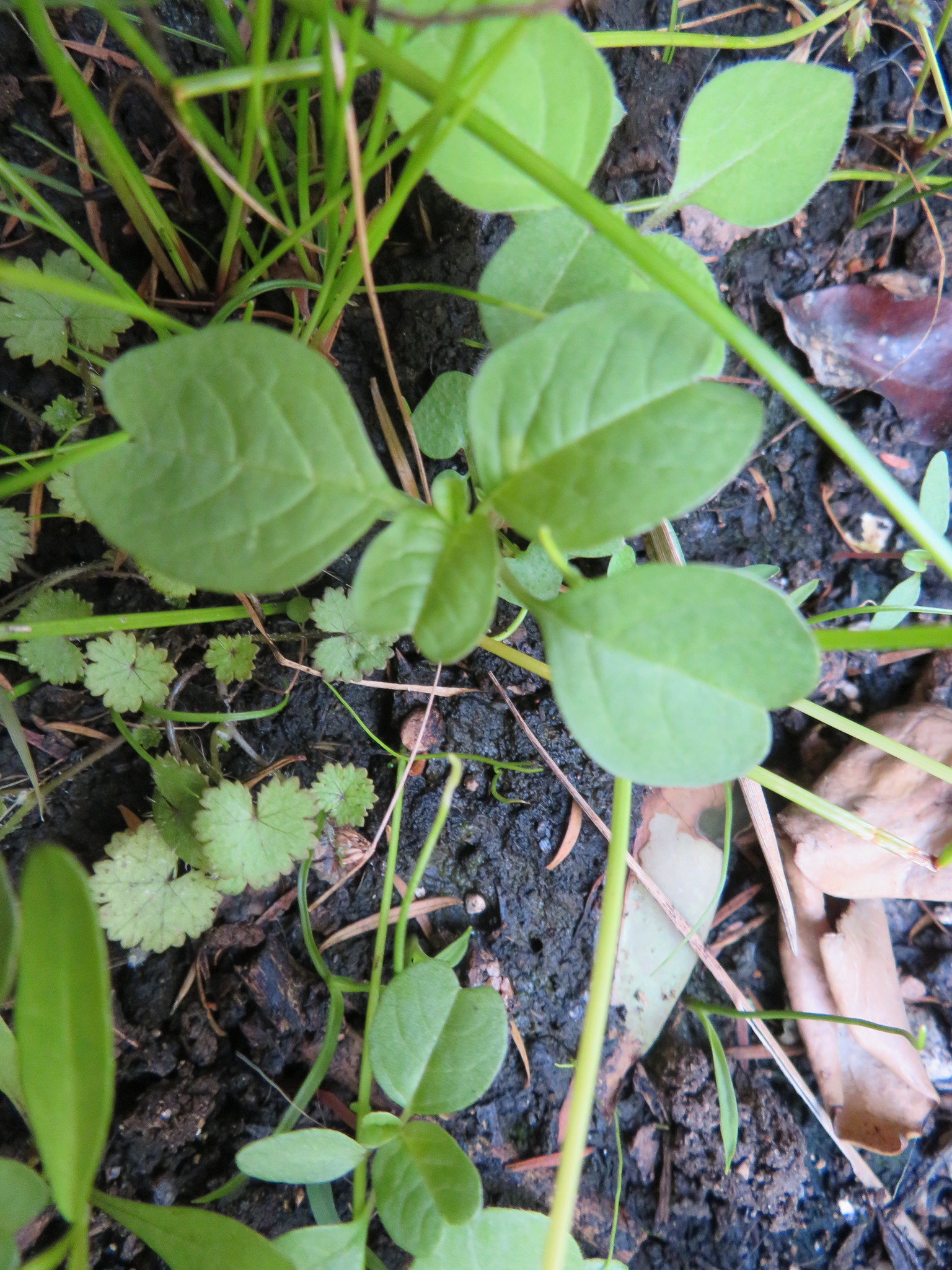 Amaranthus Blitum