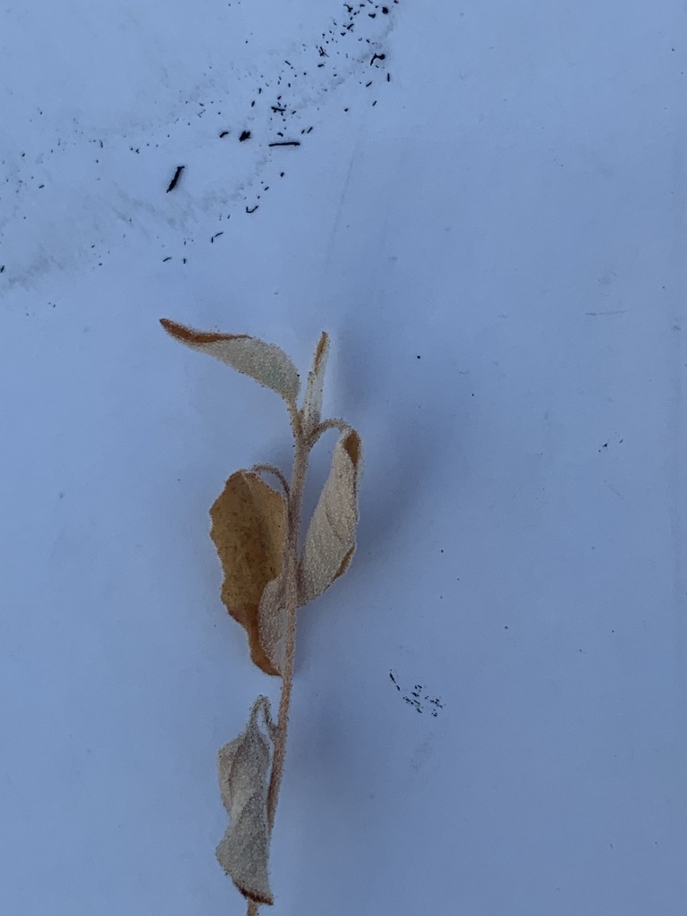 Prairie Tea from LLELA - Lewisville Lake Environmental Learning Area ...