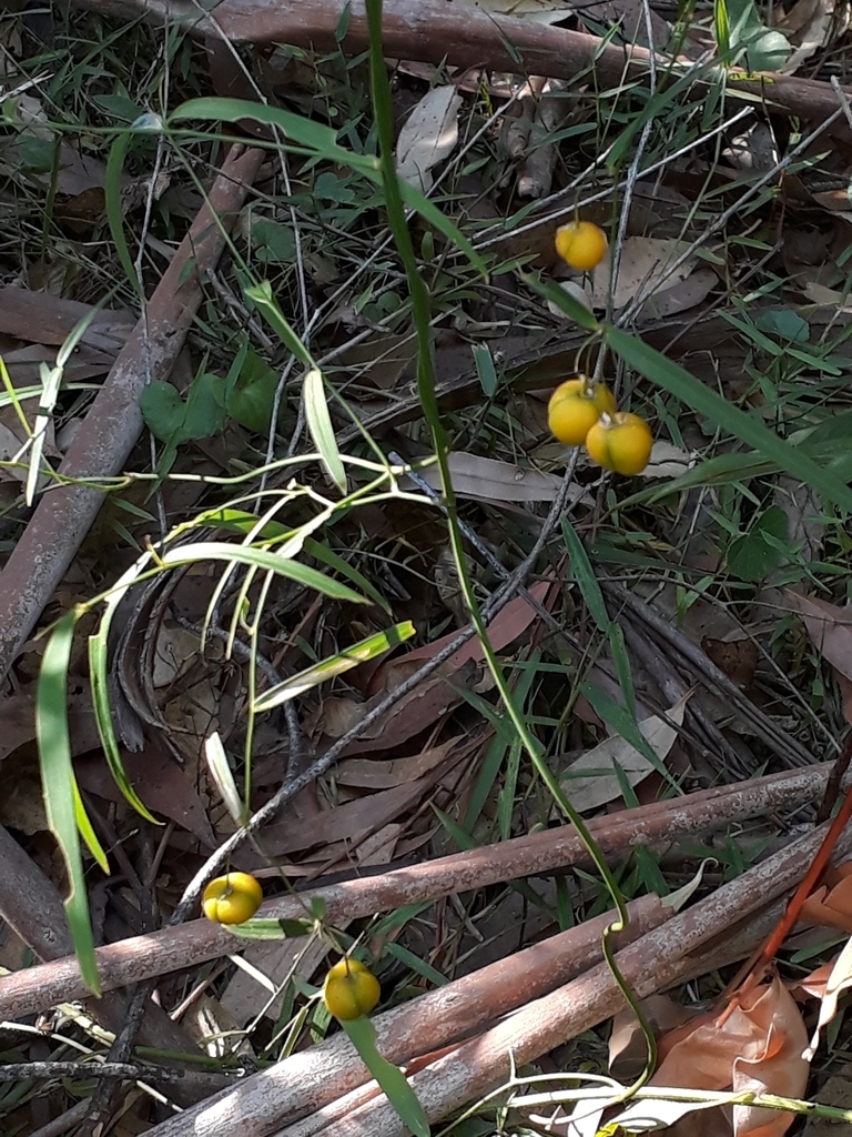 Wombat Berry from Unnamed Road, Bundagen NSW 2454, Australia on ...
