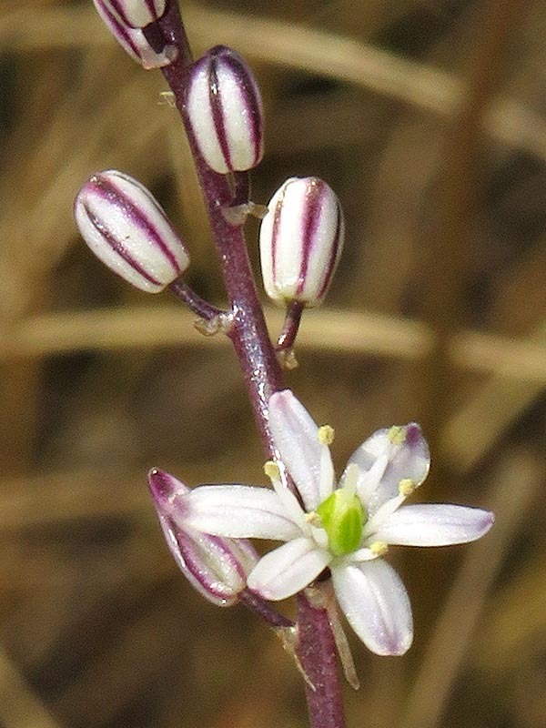 Khoho Squill from Sibebe east side, upper slope, near streamline on ...