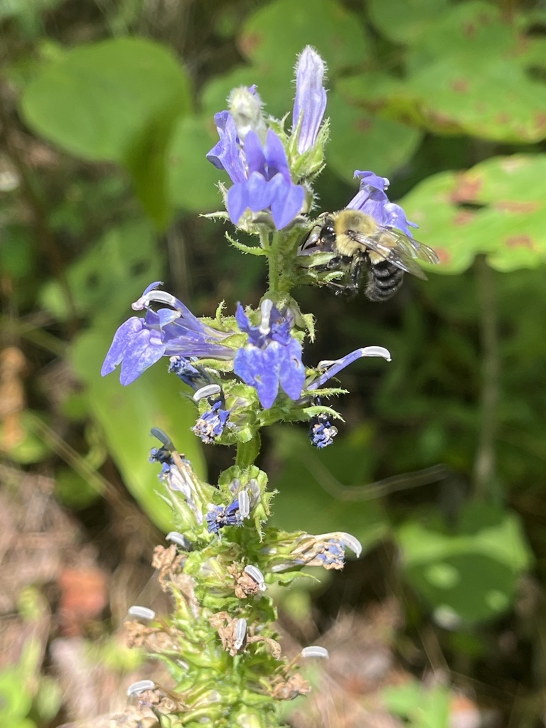 great blue lobelia from Shenandoah County, US-VA, US on September 2 ...