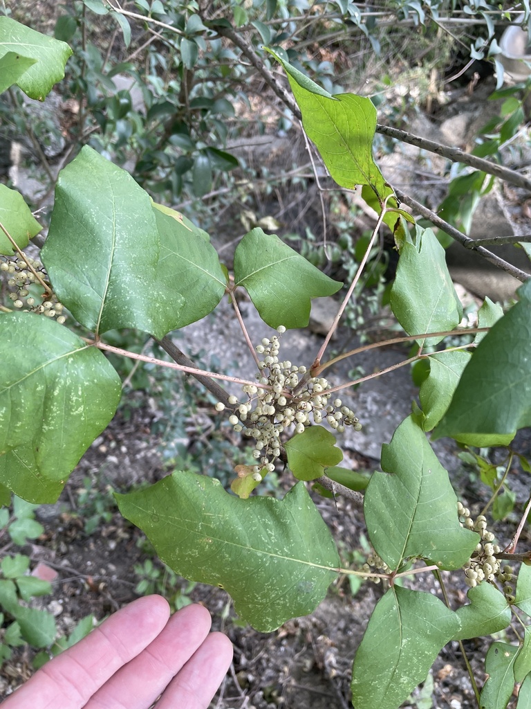 eastern poison ivy from E Grand Ave, Dallas, TX, US on September 2 ...