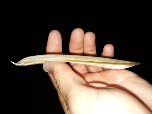 Whitley's Cuttlefish (Acanthosepion whitleyanum) · iNaturalist