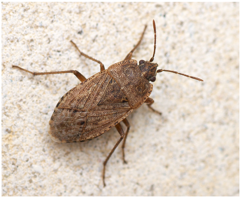 Emblethis denticollis (Madeira True Bugs) · iNaturalist