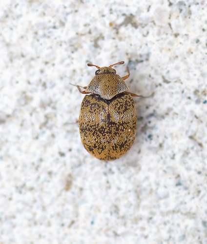 Anthrenus sp. - Anthrenus polonicus - BugGuide.Net
