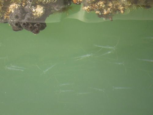 Australian paste shrimp (Subspecies Acetes sibogae australis) · iNaturalist