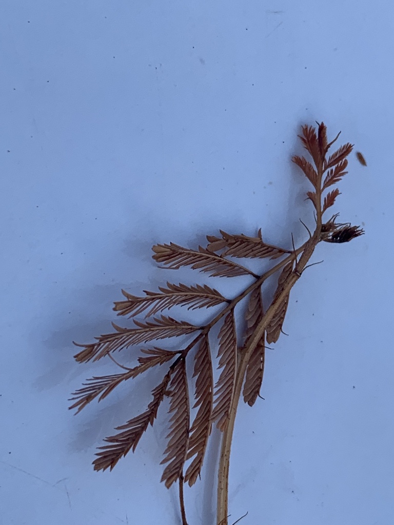 Prairie Bundleflower from LLELA - Lewisville Lake Environmental ...