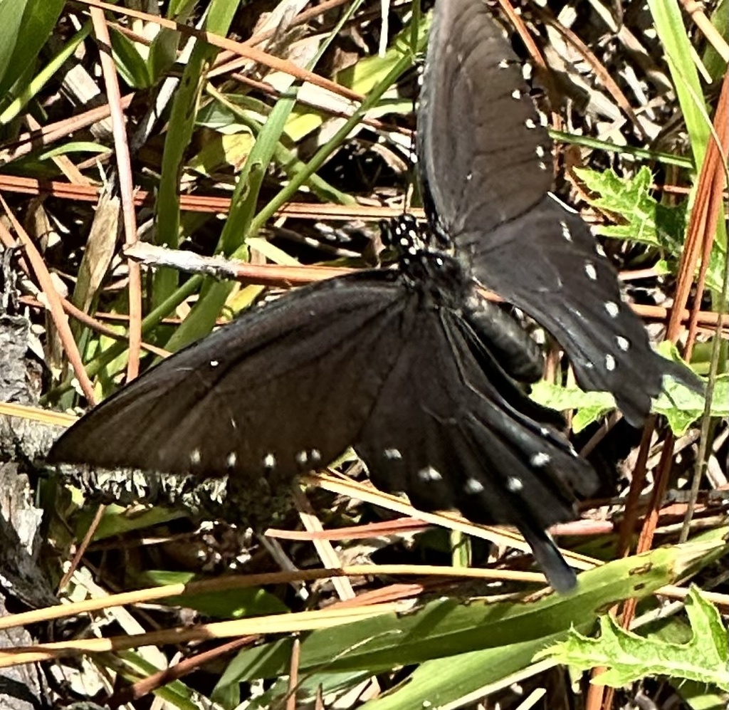Pipevine Swallowtail in September 2023 by Nikhil Reddy · iNaturalist