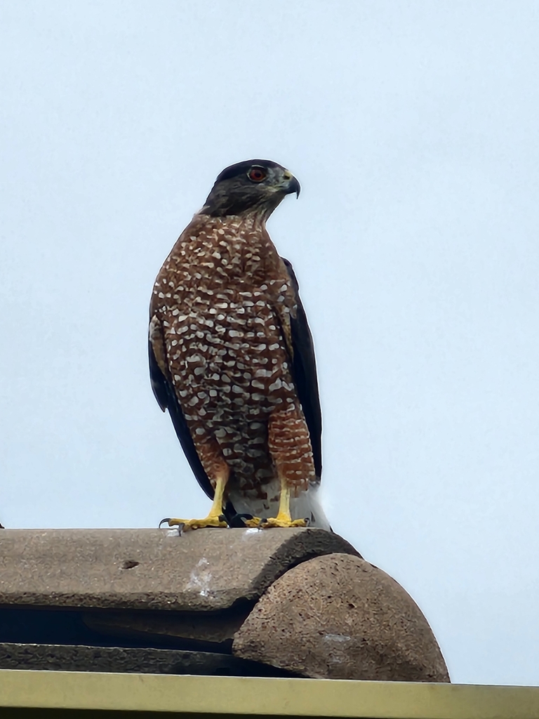 Cooper's Hawk from Lincoln Crossing, Lincoln, CA 95648, USA on ...