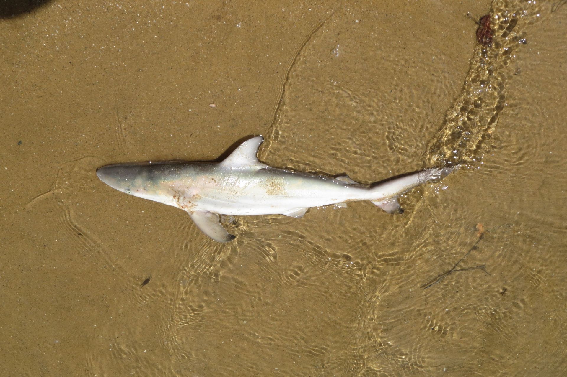 Carcharhinus tilstoni (Whitley, 1950)