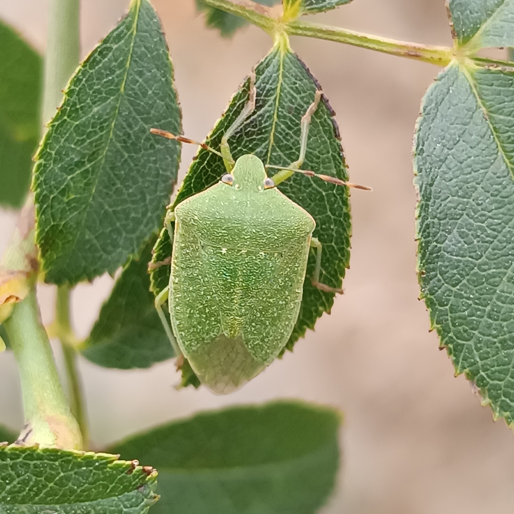 Southern Green Stink Bug from Folgueroles, Barcelona, Espanya on ...