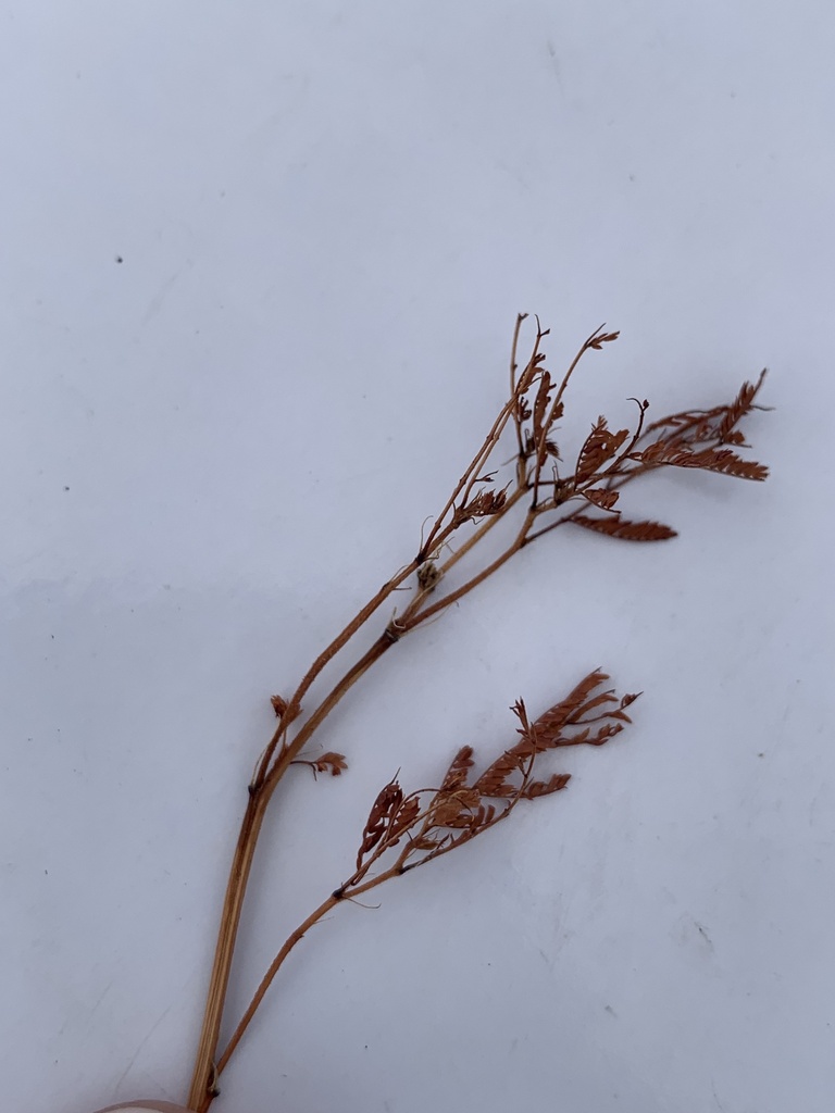 Prairie Bundleflower from LLELA - Lewisville Lake Environmental ...