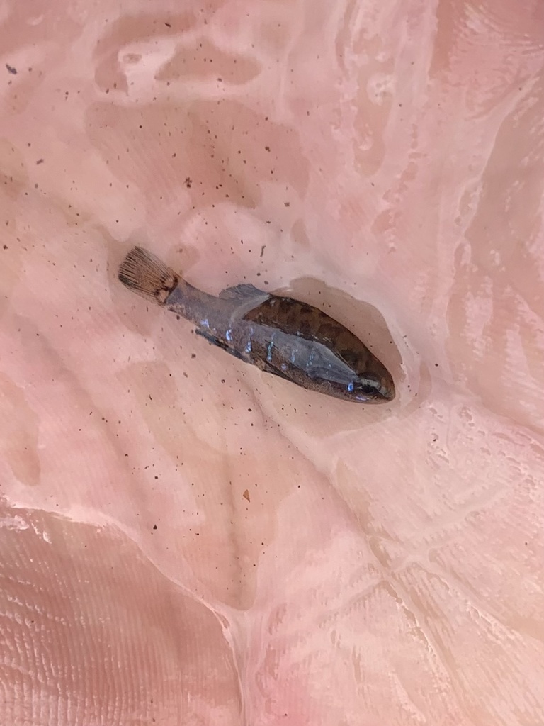 Okefenokee Pygmy Sunfish from Gainesville, FL, US on September 2, 2023 ...