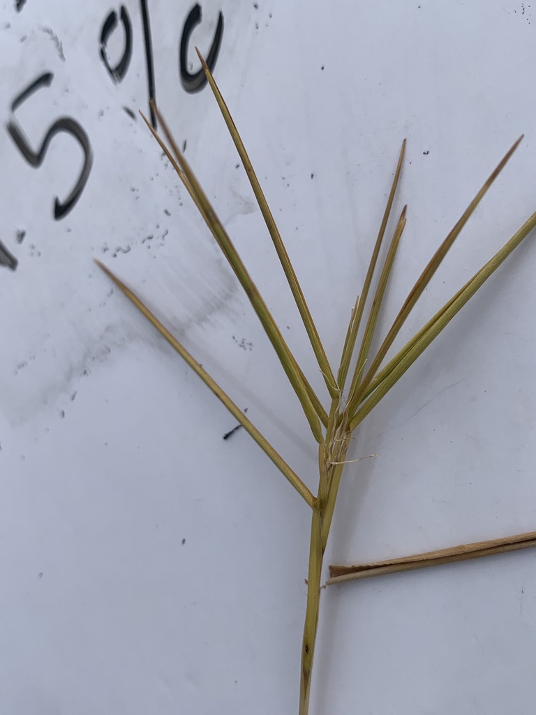 plants from LLELA - Lewisville Lake Environmental Learning Area, Denton ...