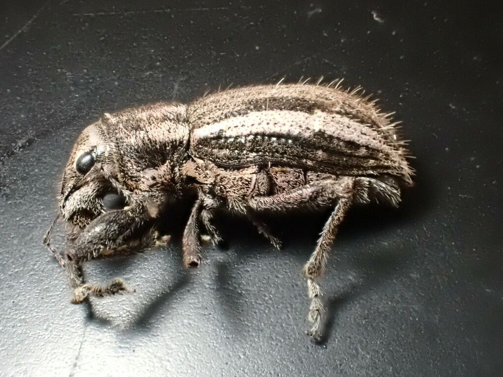 White-fringed weevil from Washington, MO, USA on August 28, 2023 at 03: ...