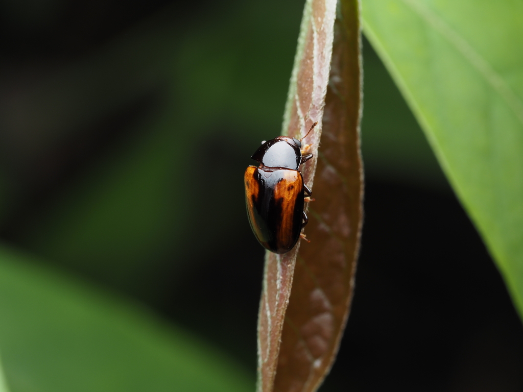 Amblyopus vittatus from 92 Pok Fu Lam Rd, Sandy Bay Gap, Hong Kong on ...