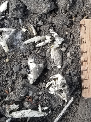 iNaturalist Tracking Database – NatureTracking