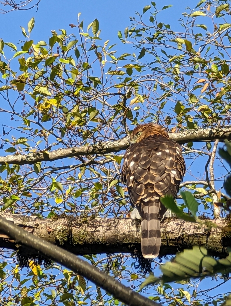 Cooper's Hawk from Vancouver, BC V6R 1B5, Canada on September 2, 2023 ...