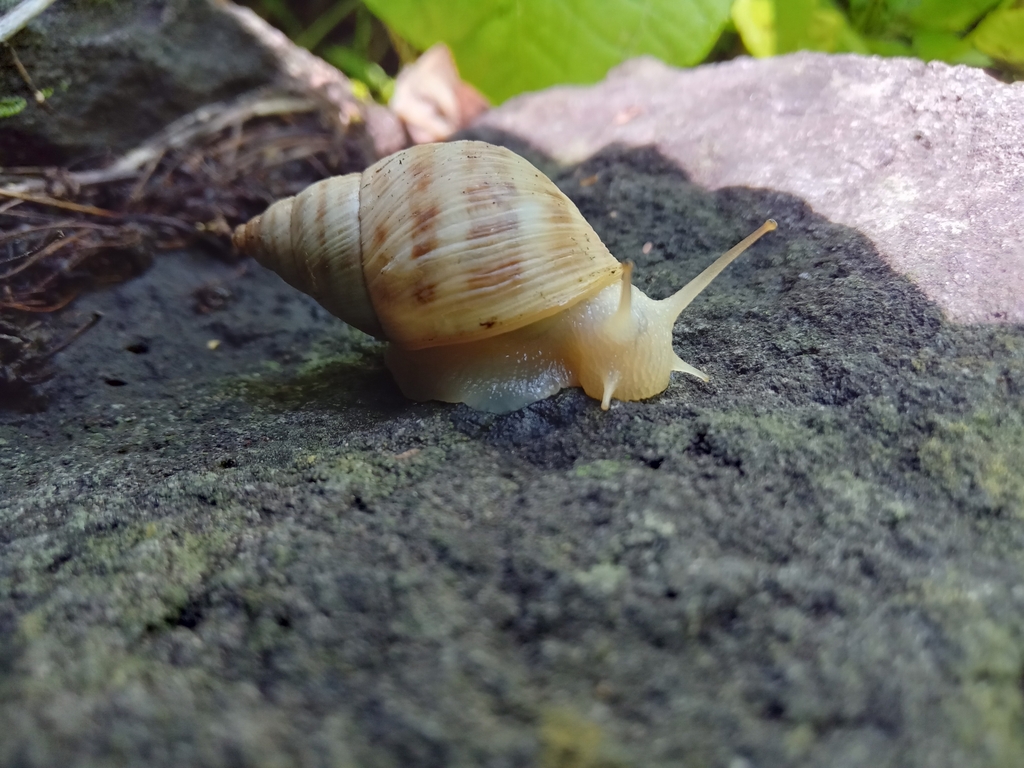 Mesembrinus hegewischi from Ecuandureo, MX-MC, MX on September 2, 2023 ...