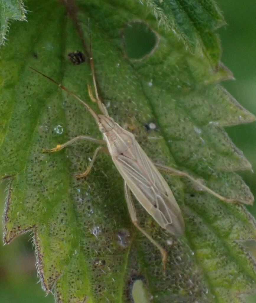 Two-spined Grass Bug from West Lothian, UK on September 2, 2023 at 11: ...