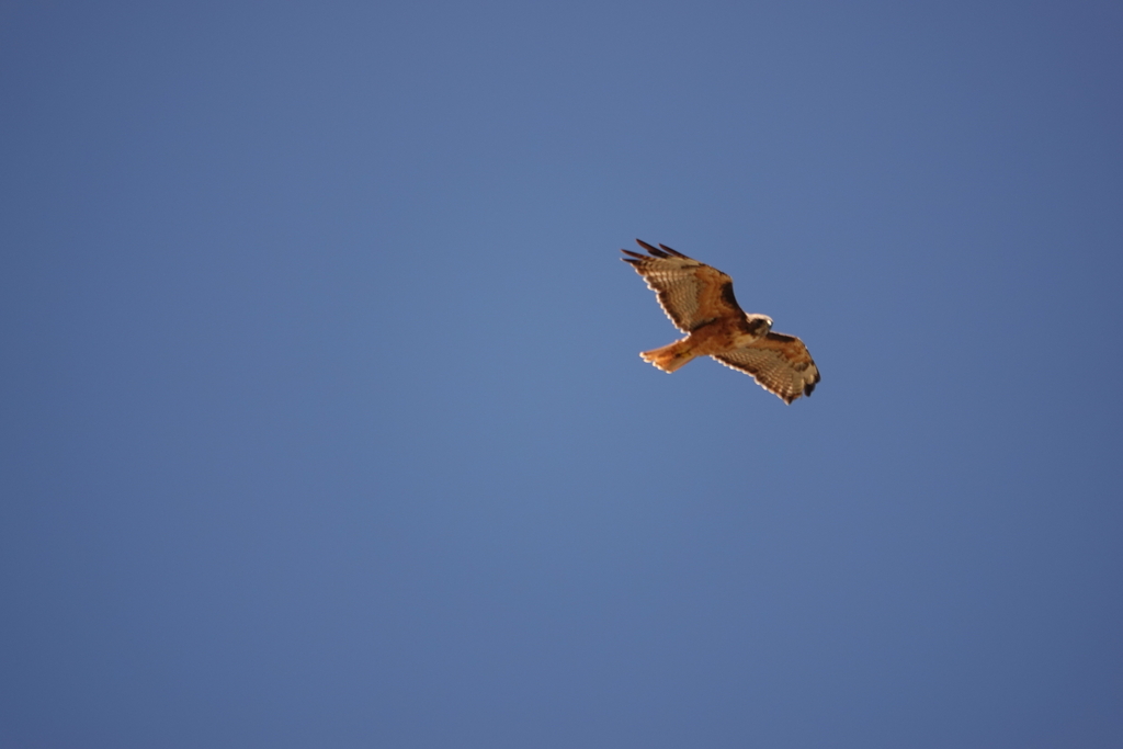 Red-tailed Hawk from Alpine County, CA, USA on August 12, 2023 at 01:13 ...