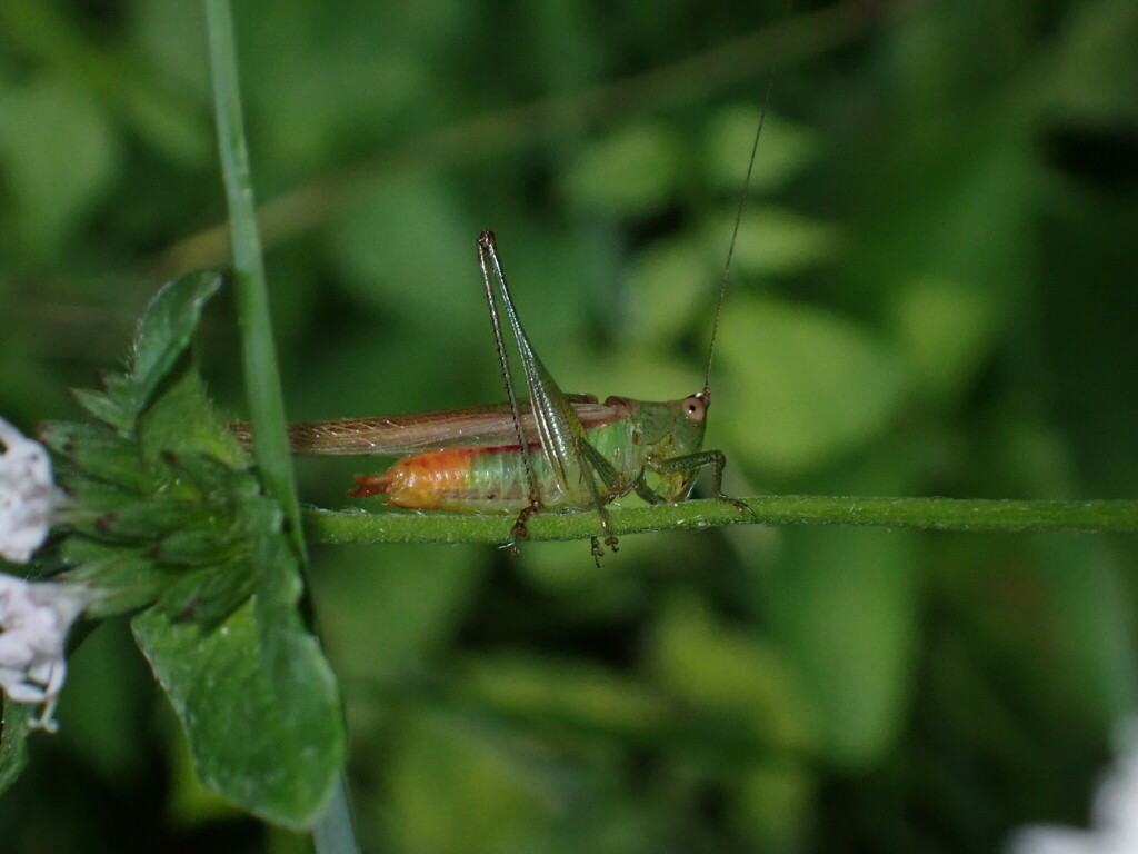 Katydids from Scenic Point Dr, Washington, MO, US on August 30, 2023 at ...