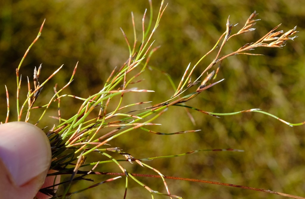 Restio versatilis from SW Rockview 4 on February 18, 2019 at 10:01 AM ...