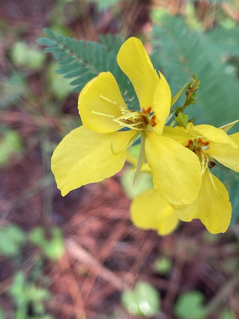 partridge pea from Lettuce Lake Conservation Park, Tampa, FL, US on ...