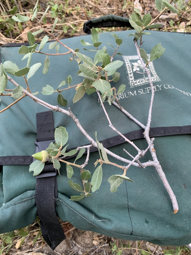 Torrey's Hybrid Oak from Riverside County, CA, USA on September 1, 2023 ...