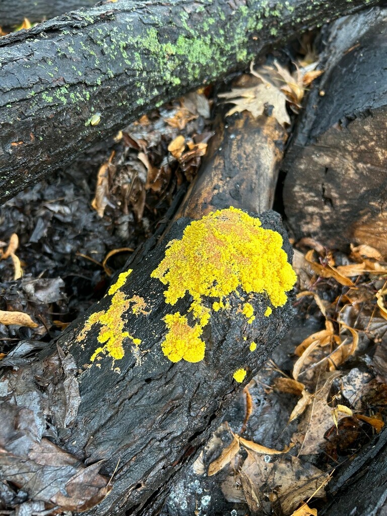 Physaraceae from Westmount, QC, Canada on August 23, 2023 at 03:48 PM ...