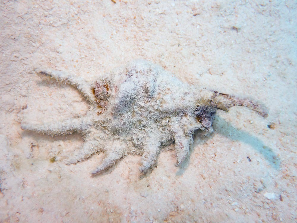 Common Spider Conch from Aur Atoll, RMI on July 21, 2023 at 01:12 PM by ...
