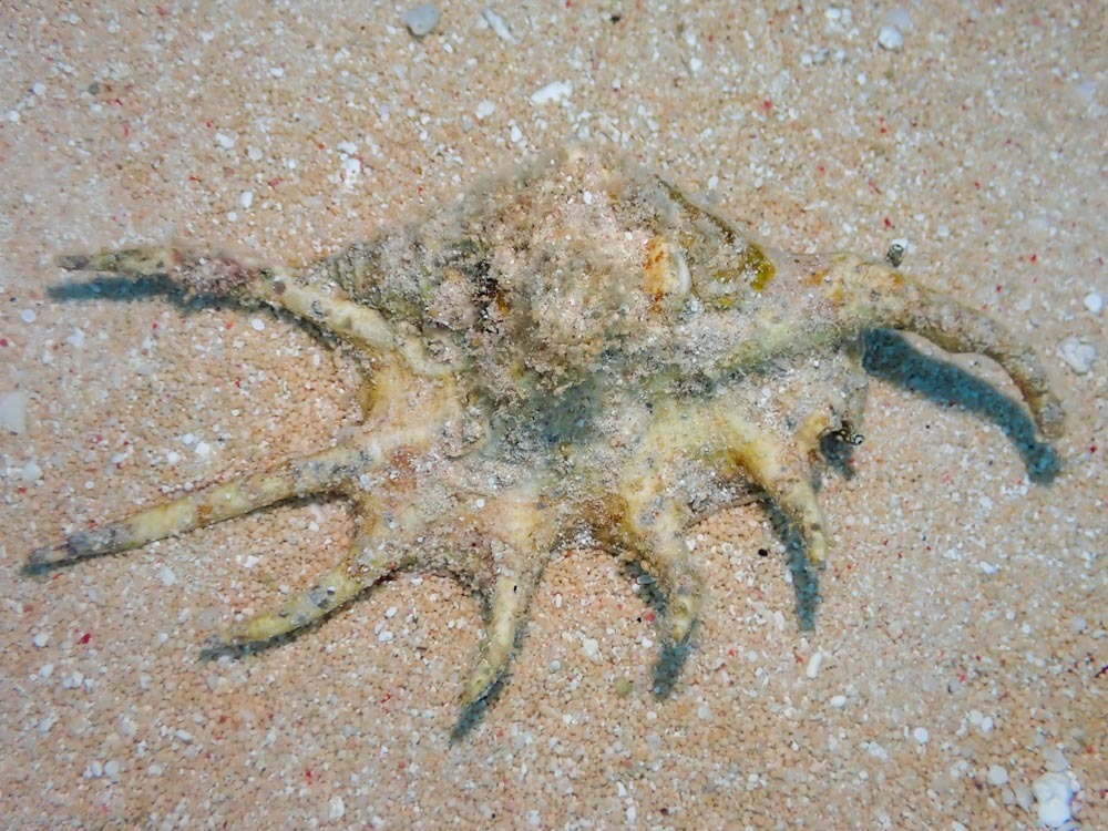 Common Spider Conch from Aur Atoll, RMI on August 6, 2023 at 04:57 PM ...