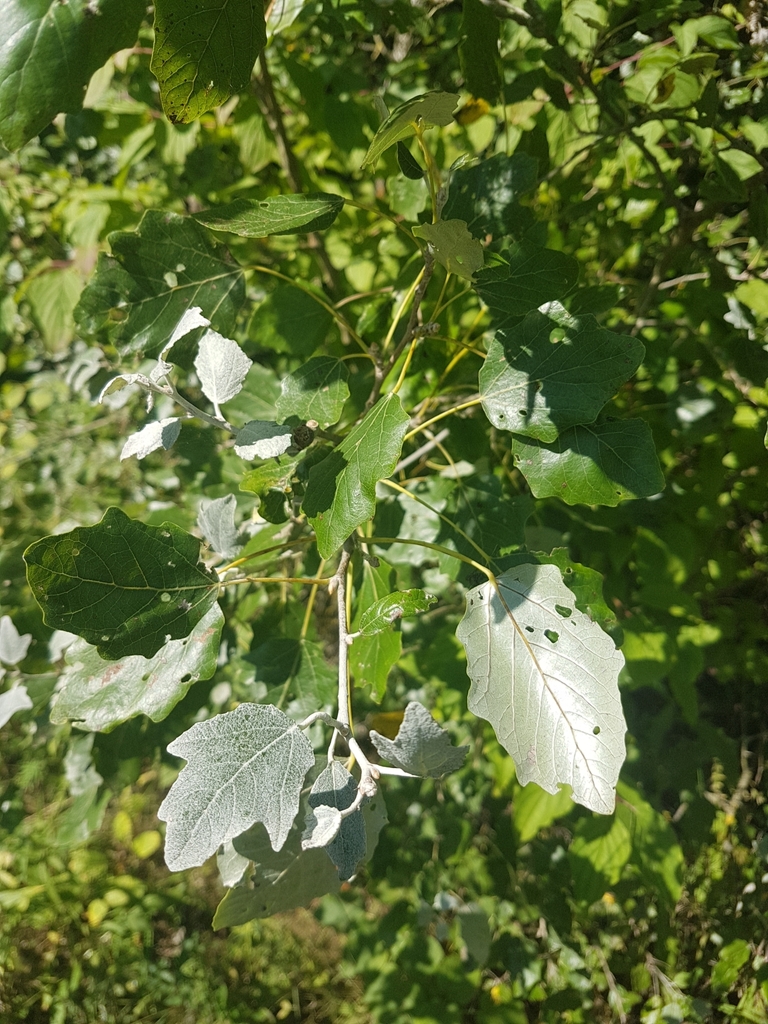 Grey Poplar (Populus × canescens) - Botanical Realm