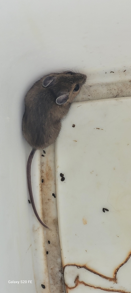 North American Deer Mice from Tunsberg Township, MN, USA on September 1 ...