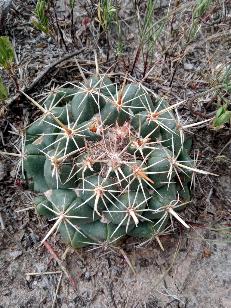Coryphantha ottonis from San Felipe, MX-GJ, MX on August 30, 2023 at 05 ...