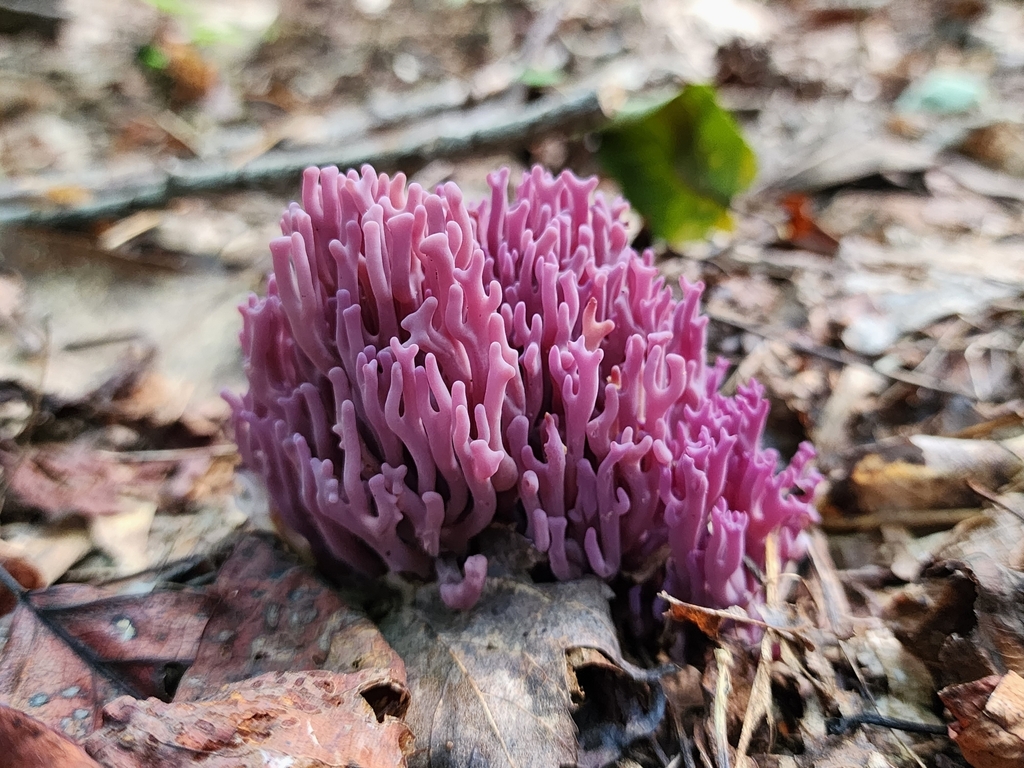 violet coral fungus from Rector, PA 15677, USA on September 02, 2023 at ...