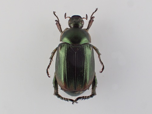 Anomala semicincta · iNaturalist United Kingdom